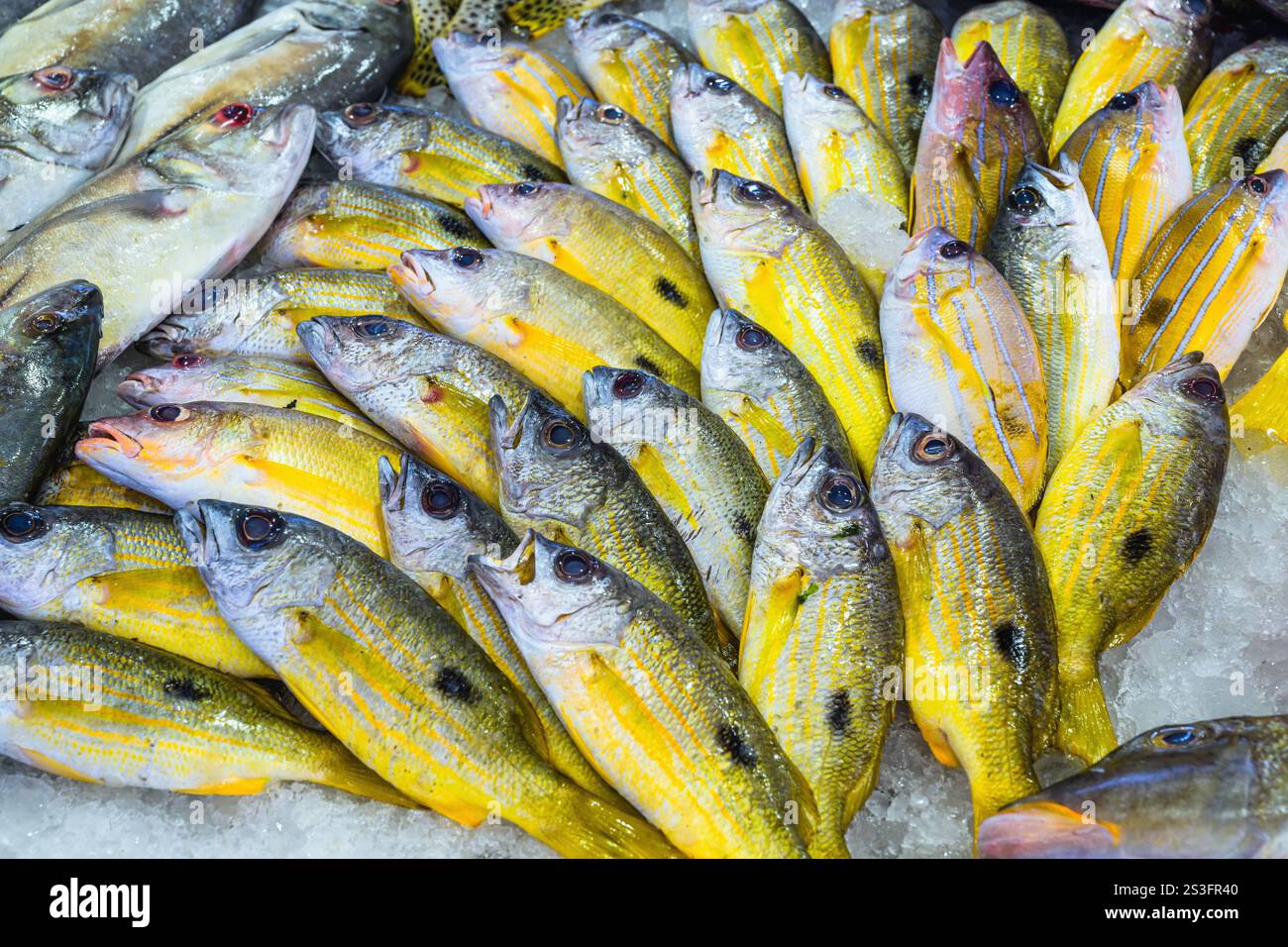 Red Sea Fish - Fish Market in Hurghada, Egypt Stock Photo - Alamy