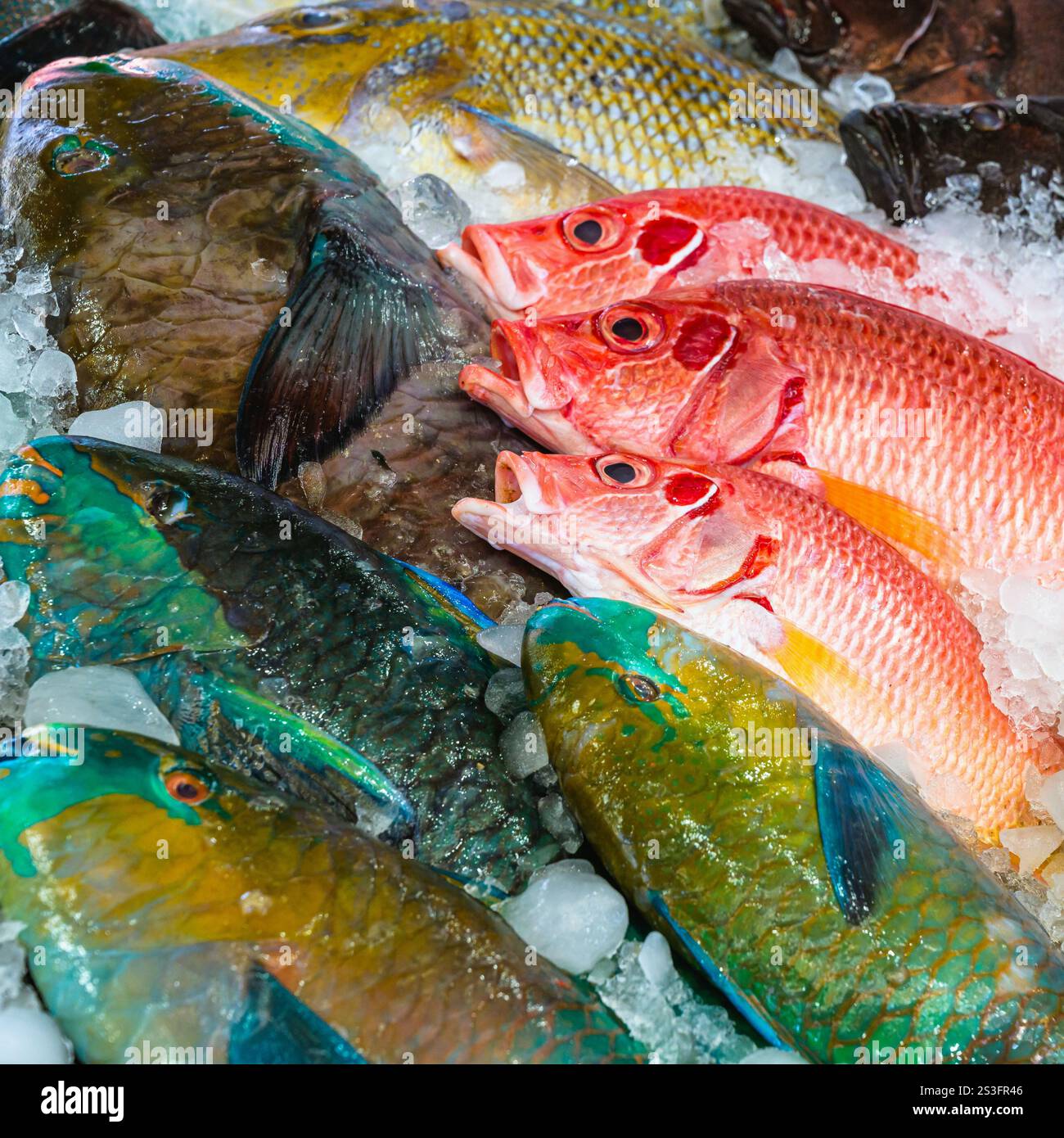 Red Sea Fish - Fish Market in Hurghada, Egypt Stock Photo - Alamy