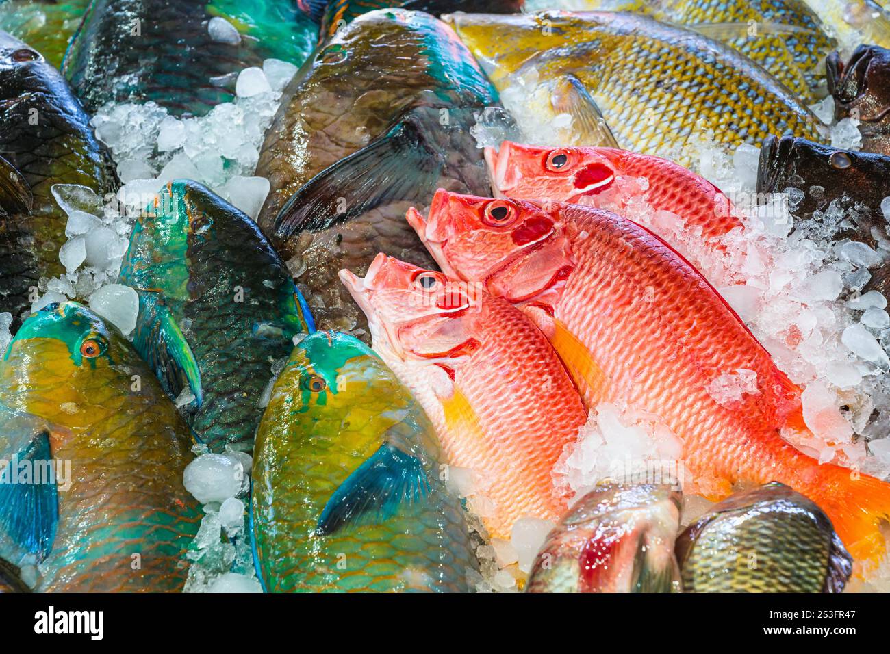 Red Sea Fish - Fish Market in Hurghada, Egypt Stock Photo - Alamy