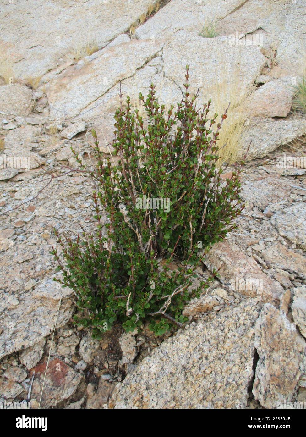 Resurrection Plant (Myrothamnus flabellifolius Stock Photo - Alamy