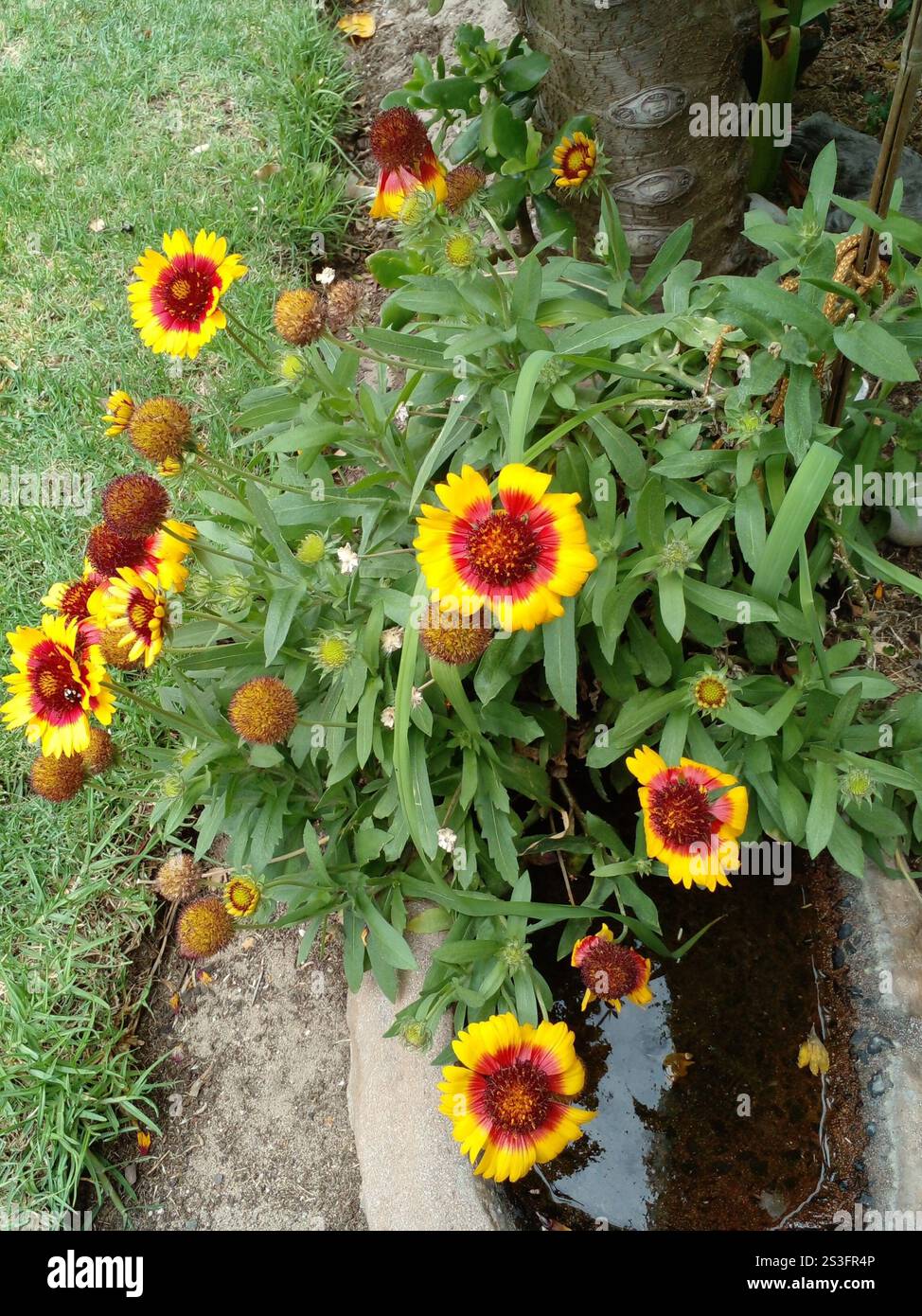 Common White-spotted Fruit Chafer (Mausoleopsis amabilis amabilis Stock ...