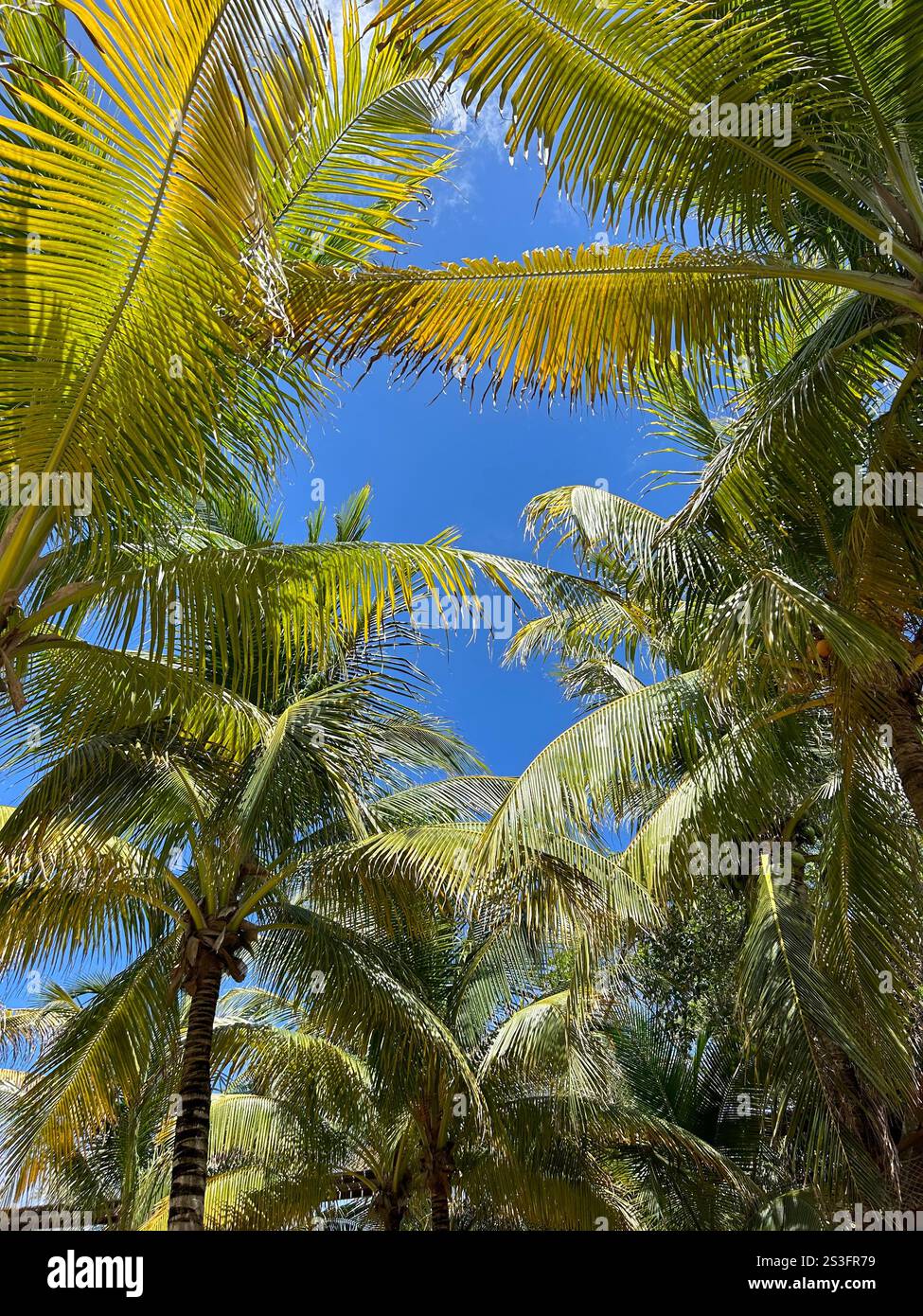 Palms trees in jungle on smartphone stock photos and images - Alamy