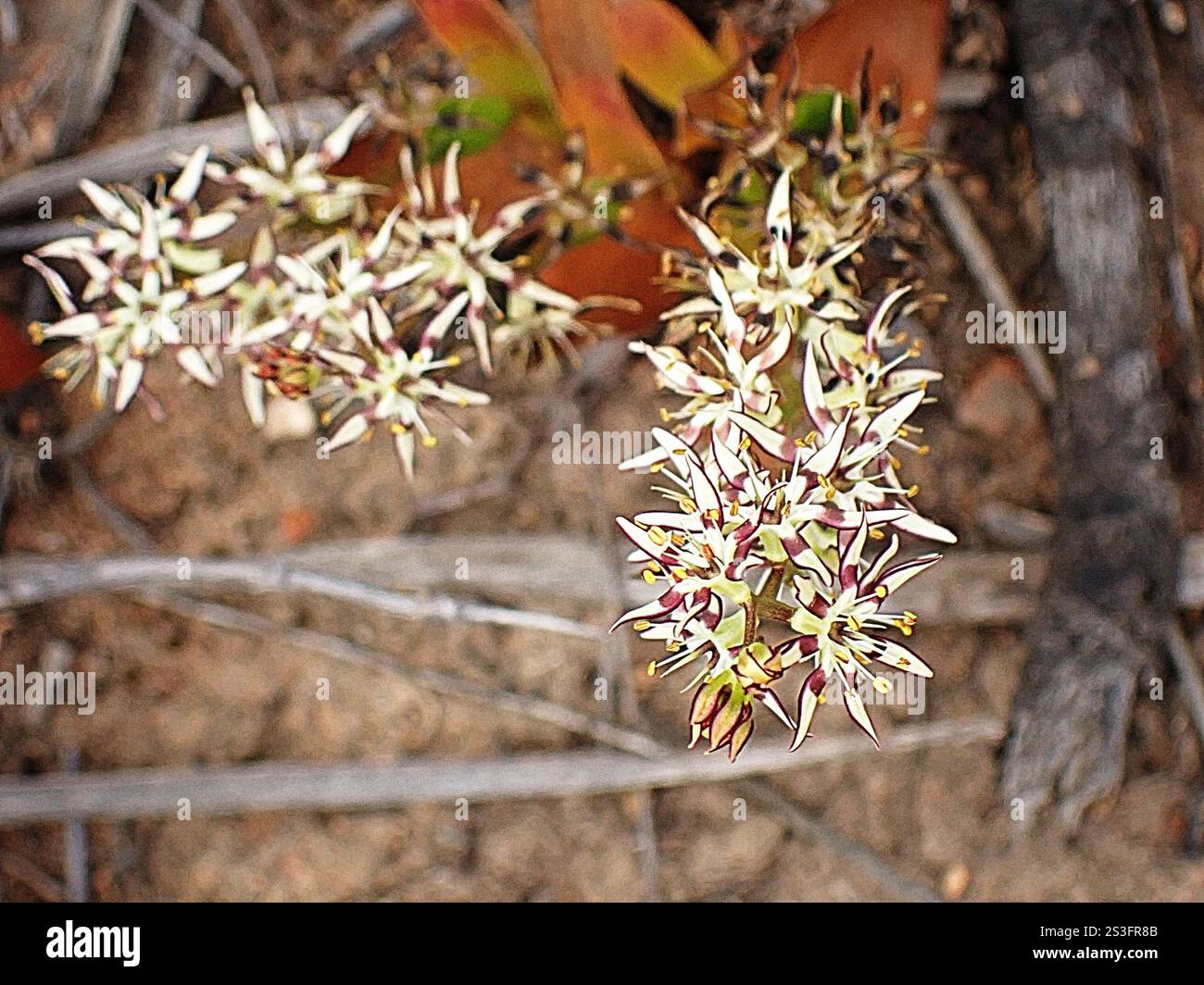 Whitehead (Wurmbea spicata Stock Photo - Alamy