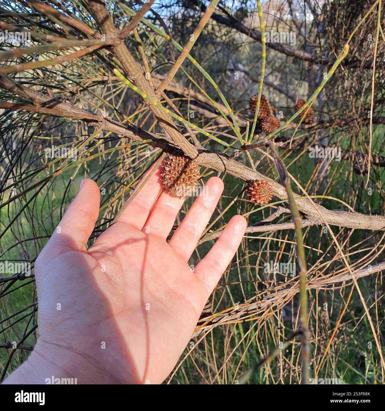 Drooping She-oak (Allocasuarina verticillata Stock Photo - Alamy