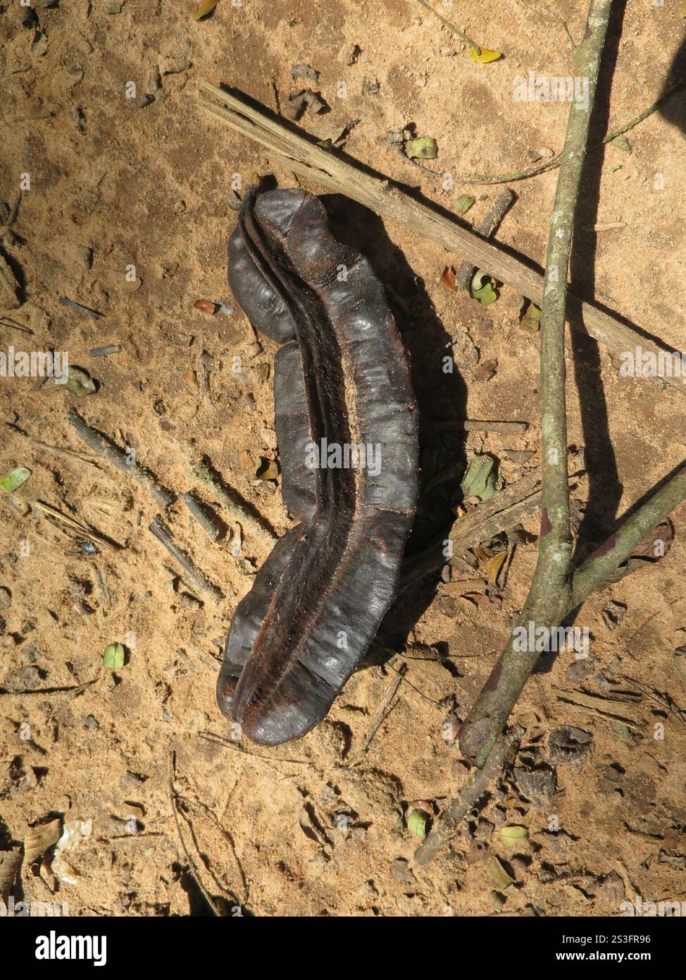 Tetrapleura tetraptera hi-res stock photography and images - Alamy