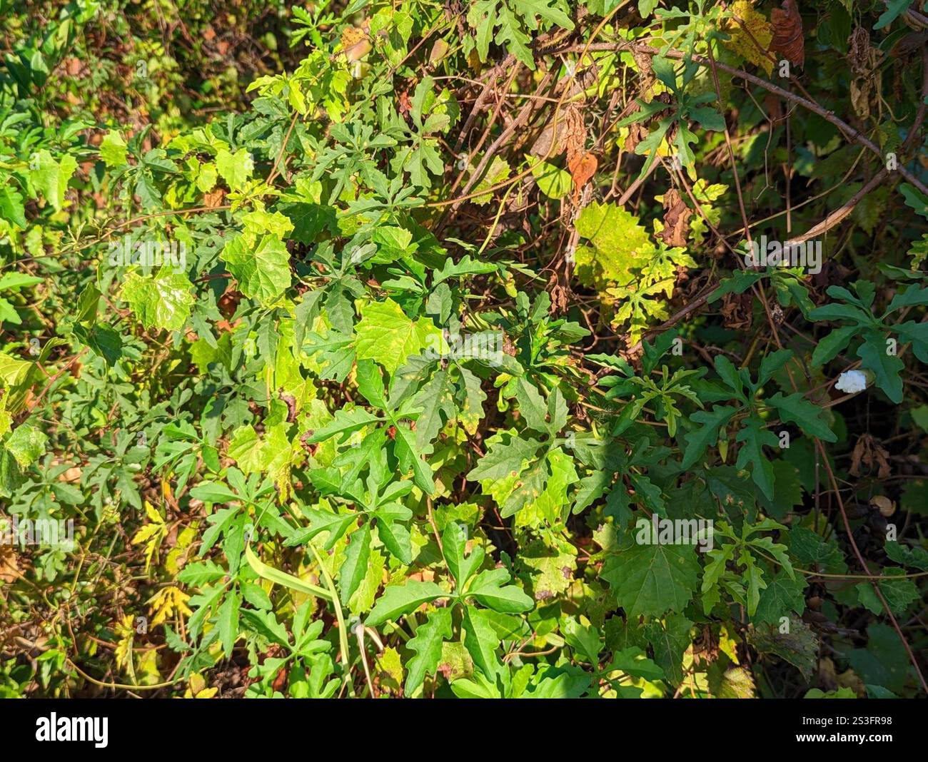Alamo vine (Distimake dissectus Stock Photo - Alamy