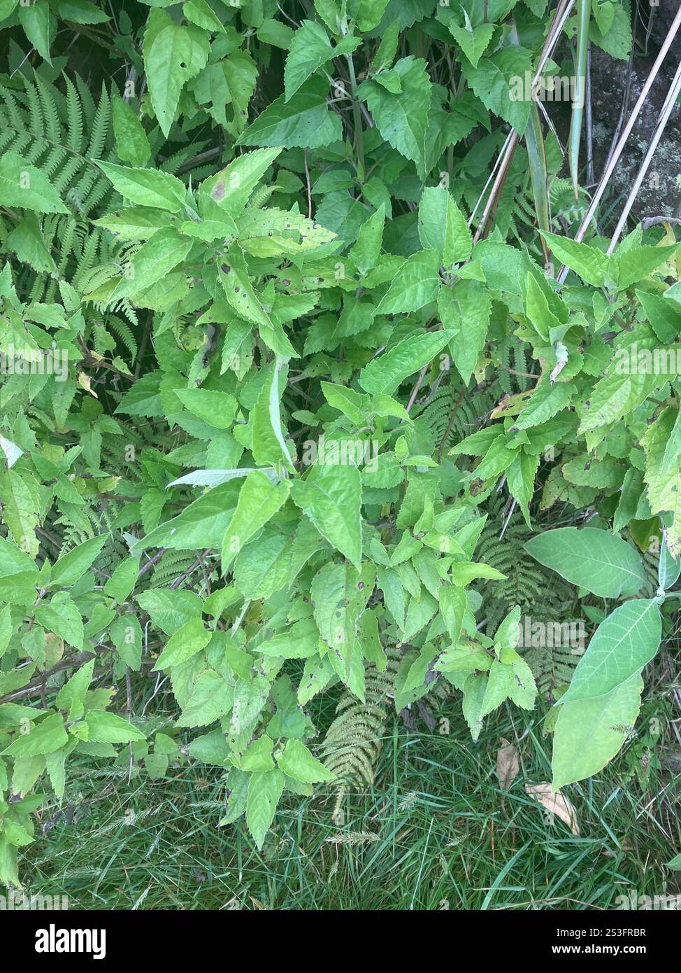 Whiteweed (Austroeupatorium inulifolium Stock Photo - Alamy