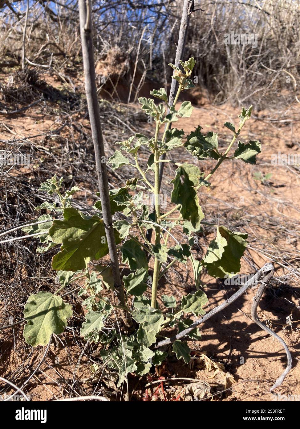 Sphaeralcea incana hi-res stock photography and images - Alamy