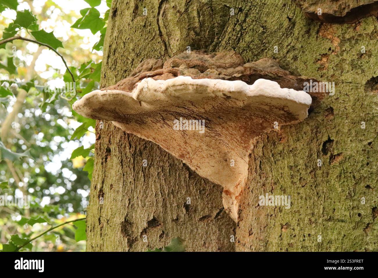 southern bracket (Ganoderma australe Stock Photo - Alamy