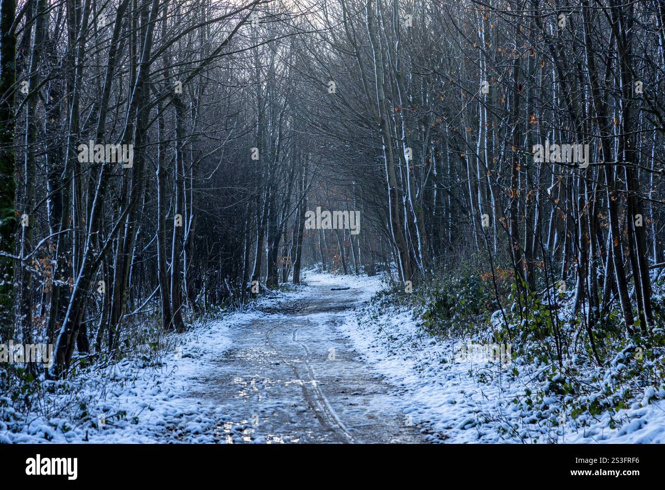 A pathway through a snowy wood in Sussex Stock Photo - Alamy