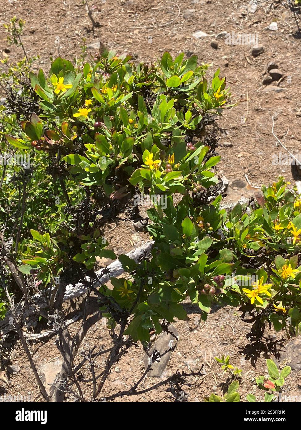 Bietou (Osteospermum moniliferum Stock Photo - Alamy