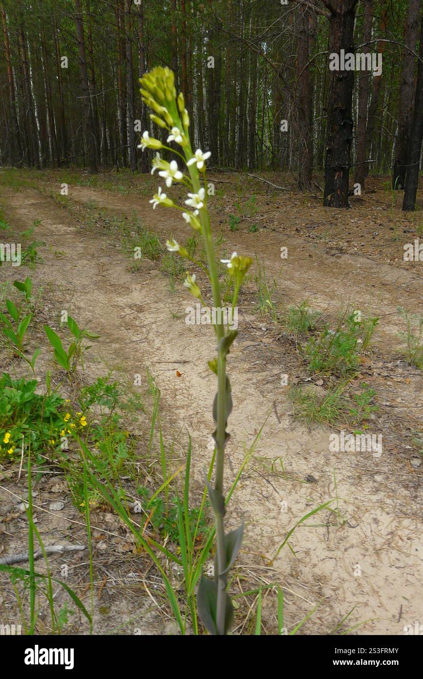 Tower Mustard (Turritis glabra Stock Photo - Alamy