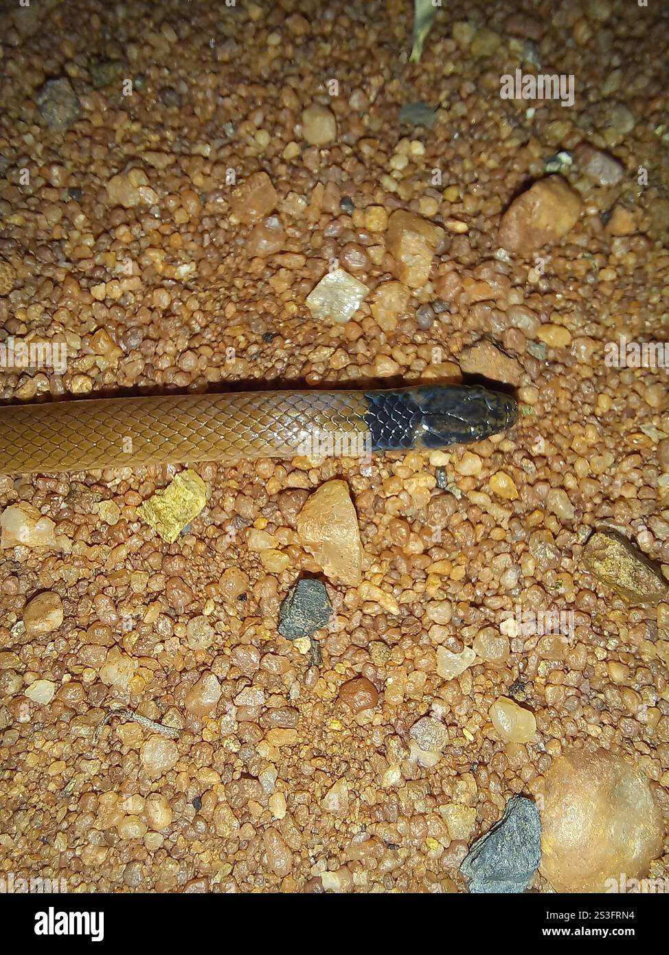 Cape Centipede-Eater (Aparallactus capensis Stock Photo - Alamy
