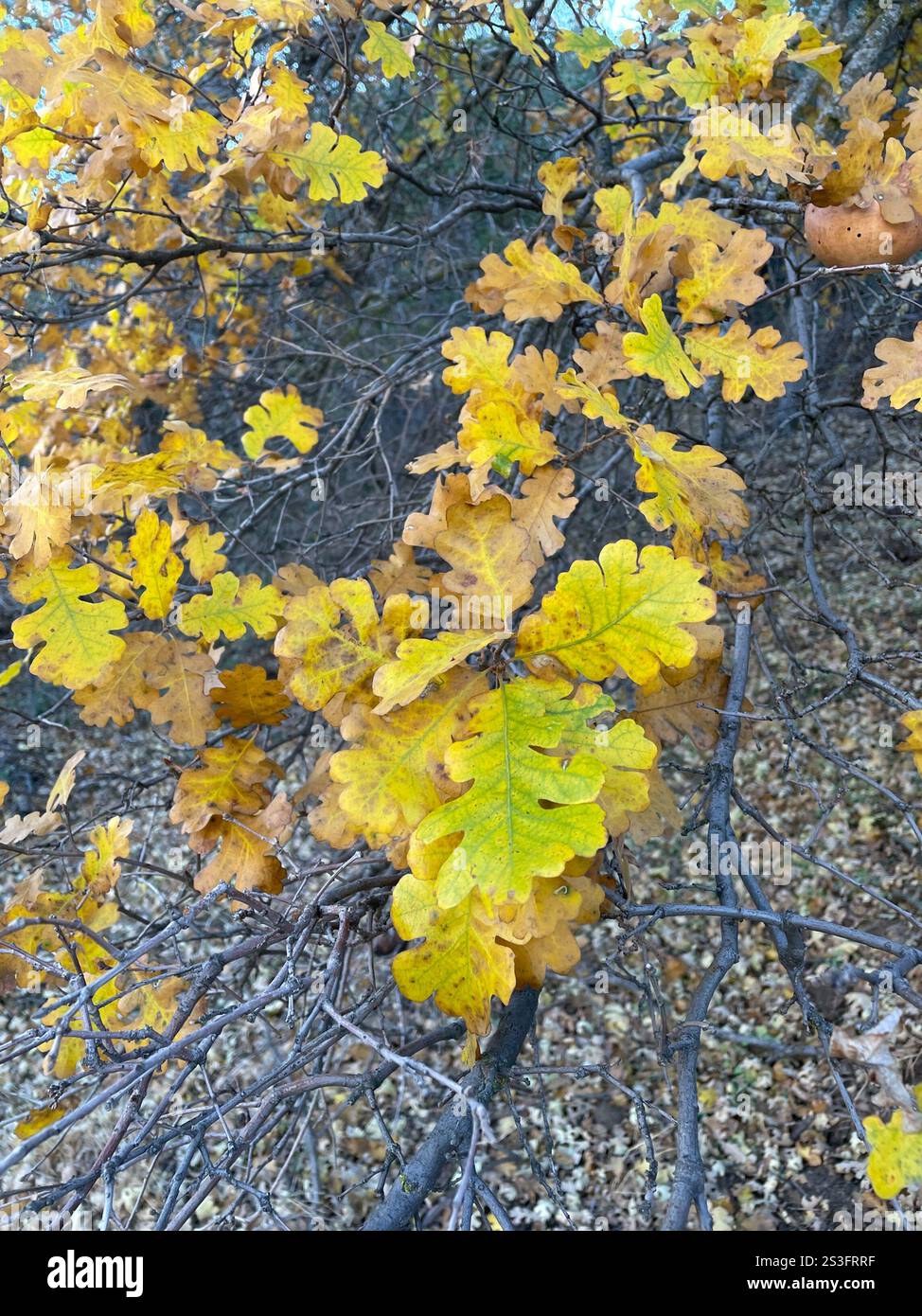 valley oak (Quercus lobata Stock Photo - Alamy