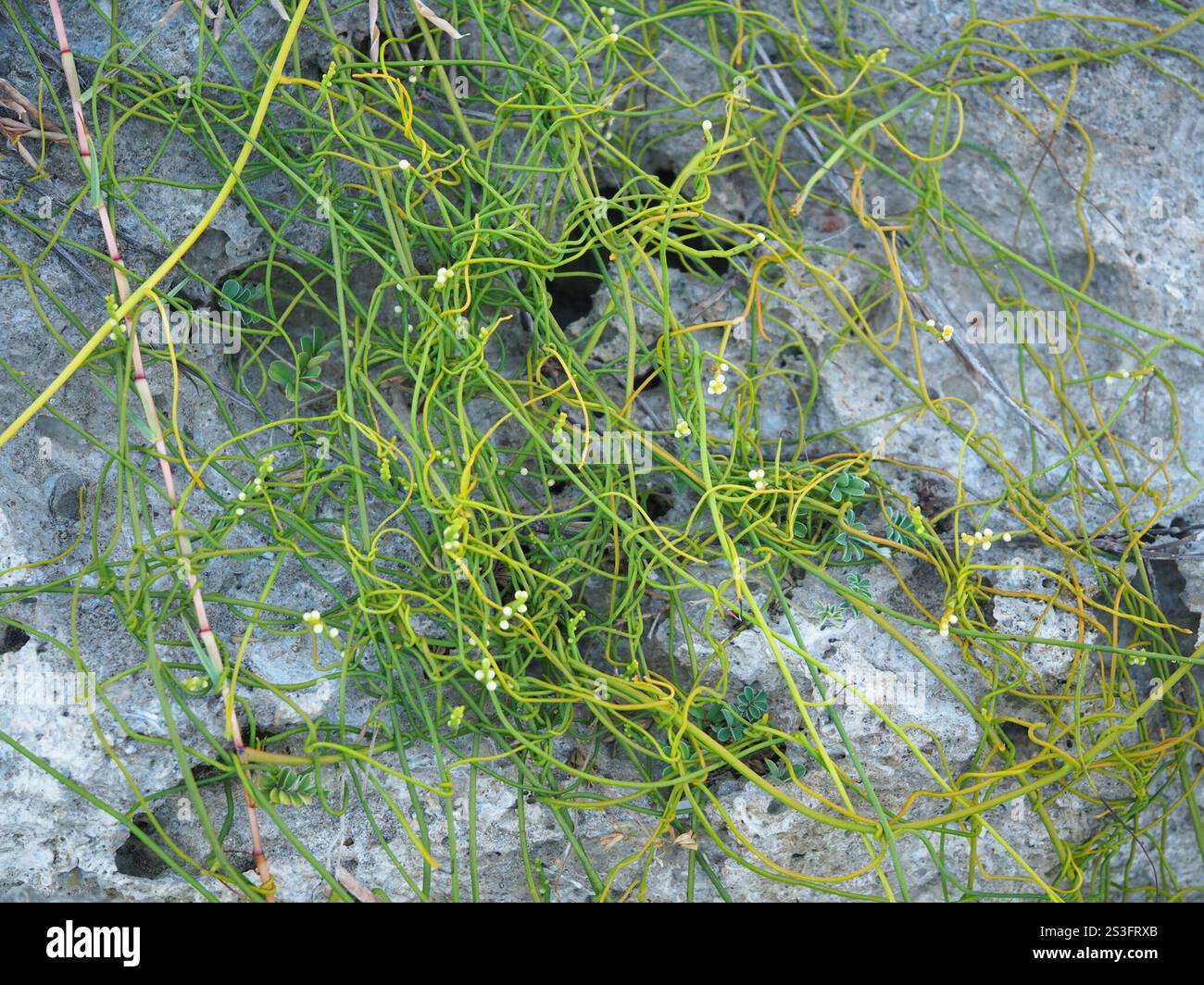 laurel dodder (Cassytha filiformis Stock Photo - Alamy