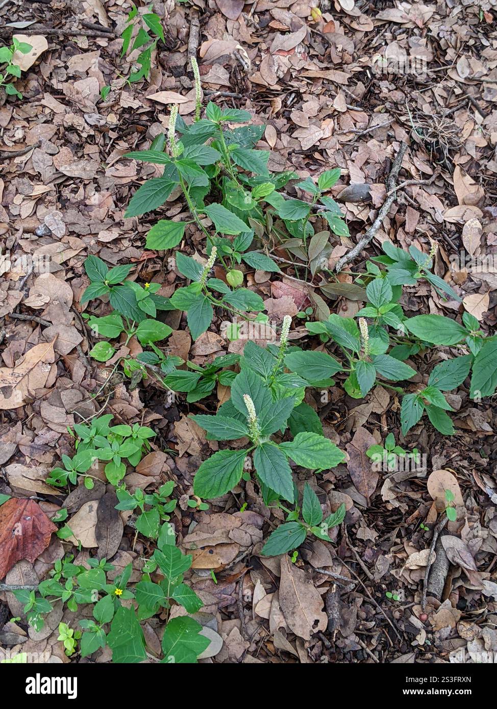 shrubby copperleaf (Acalypha phleoides Stock Photo - Alamy