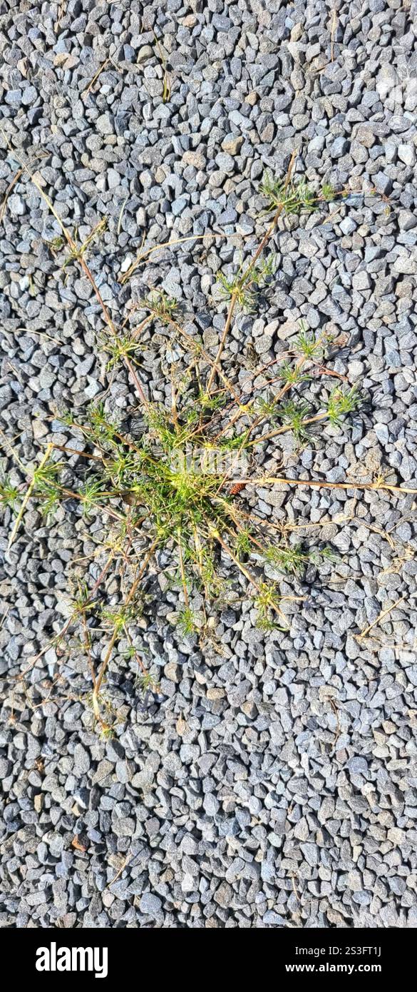 Corn spurrey (Spergula arvensis Stock Photo - Alamy