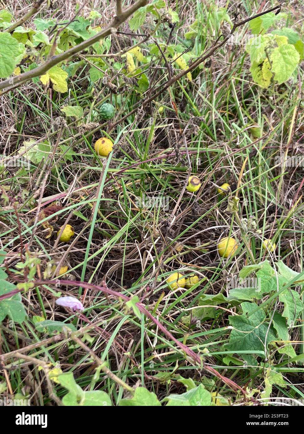 tropical soda-apple (Solanum viarum Stock Photo - Alamy