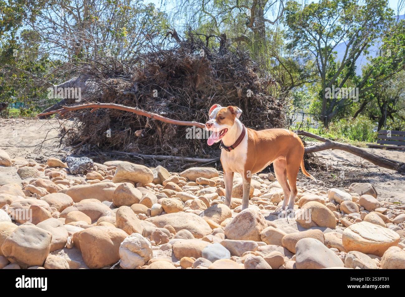 Brown and white Pitbull terrier dog playing in a river, Cape Town ...