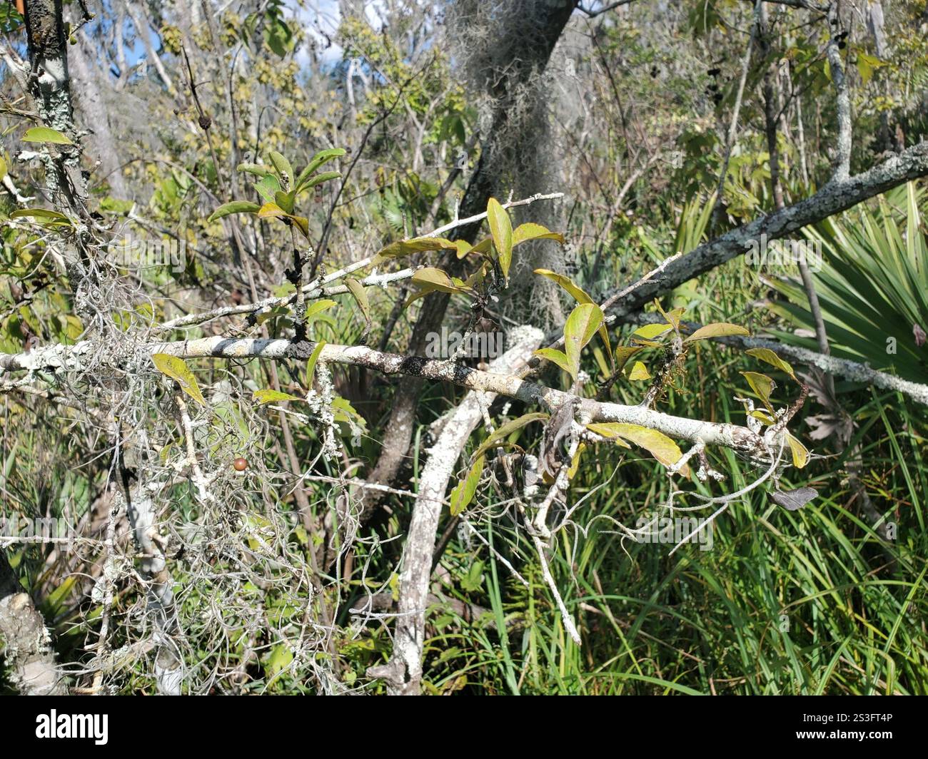 possumhaw (Ilex decidua Stock Photo - Alamy