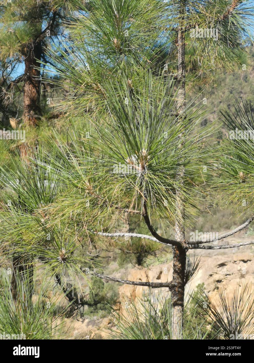 Canary Island pine (Pinus canariensis Stock Photo - Alamy