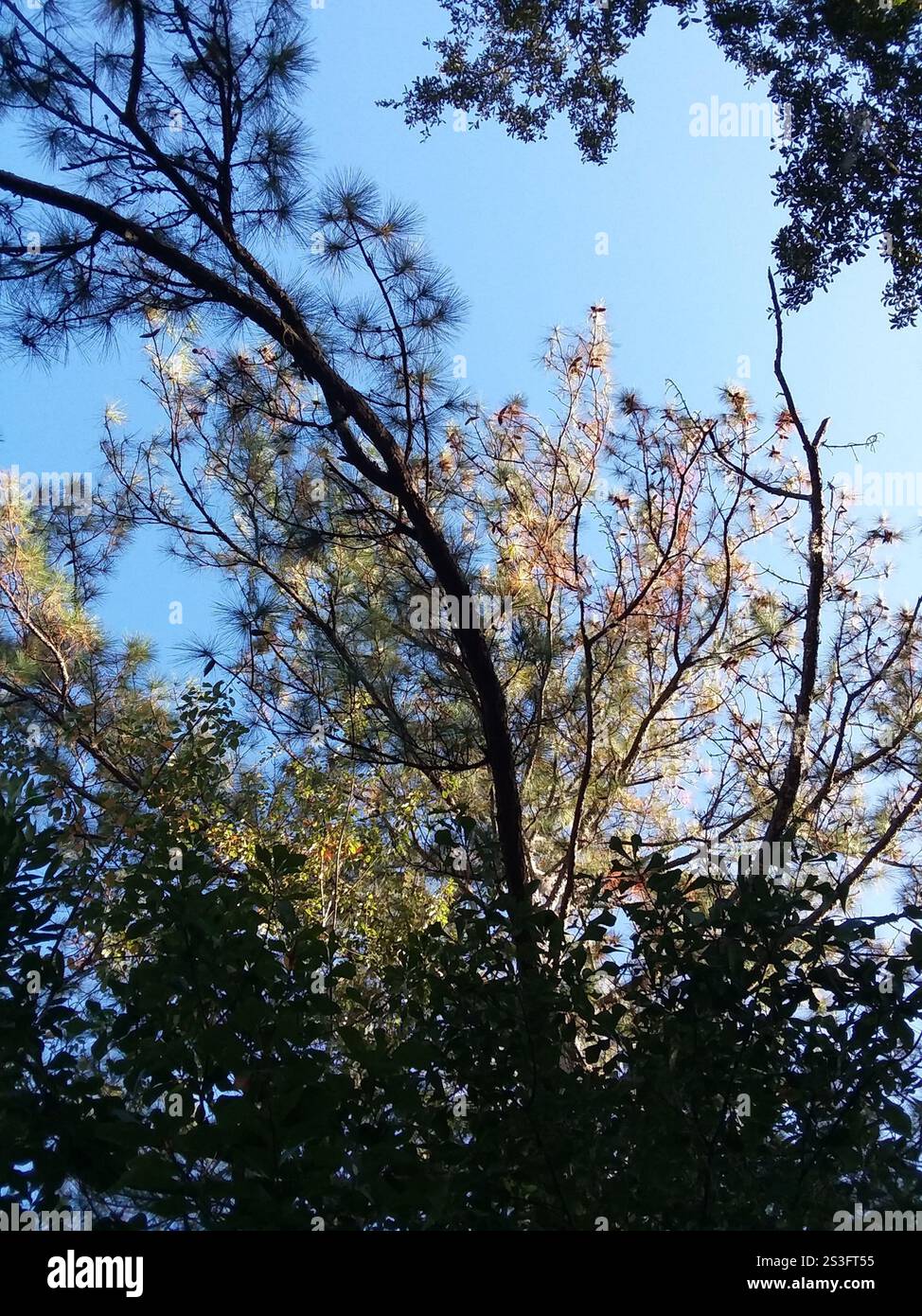 loblolly pine (Pinus taeda Stock Photo - Alamy