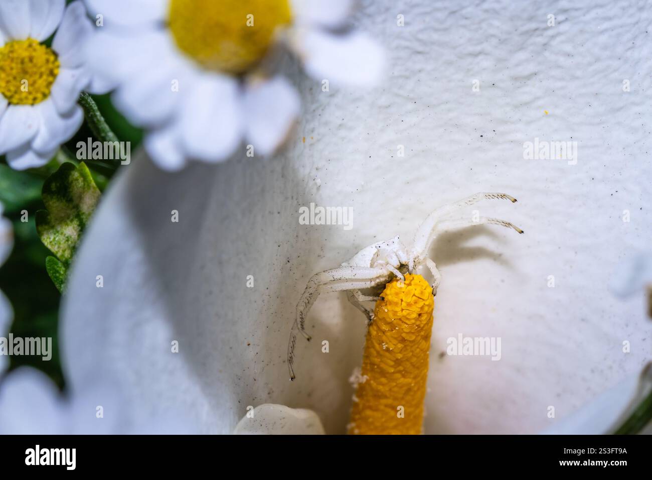White flower crab spider (Thomisidae thomisus sp) sitting on a arum ...