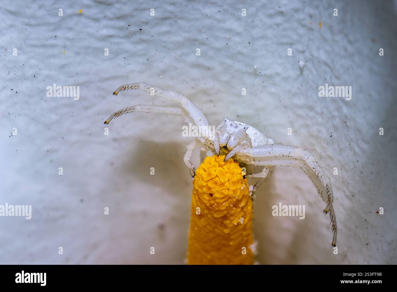 White flower crab spider (Thomisidae thomisus sp) sitting on a arum ...