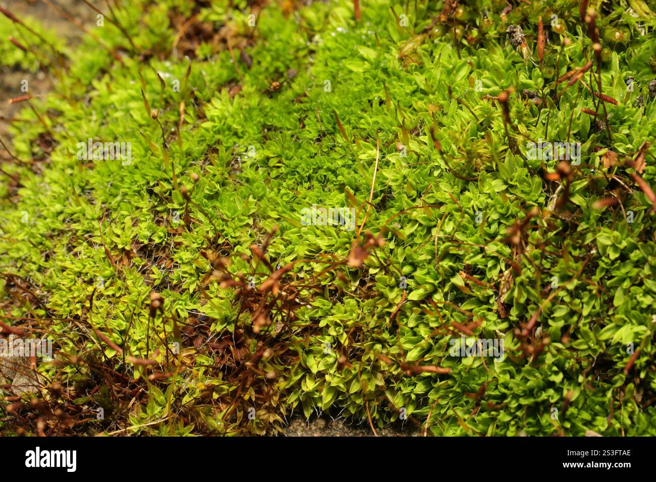 Common wall-screw moss (Tortula muralis muralis Stock Photo - Alamy