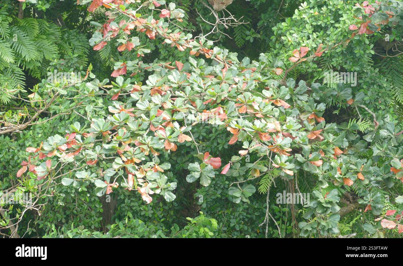 Sea Almond (Terminalia catappa Stock Photo - Alamy