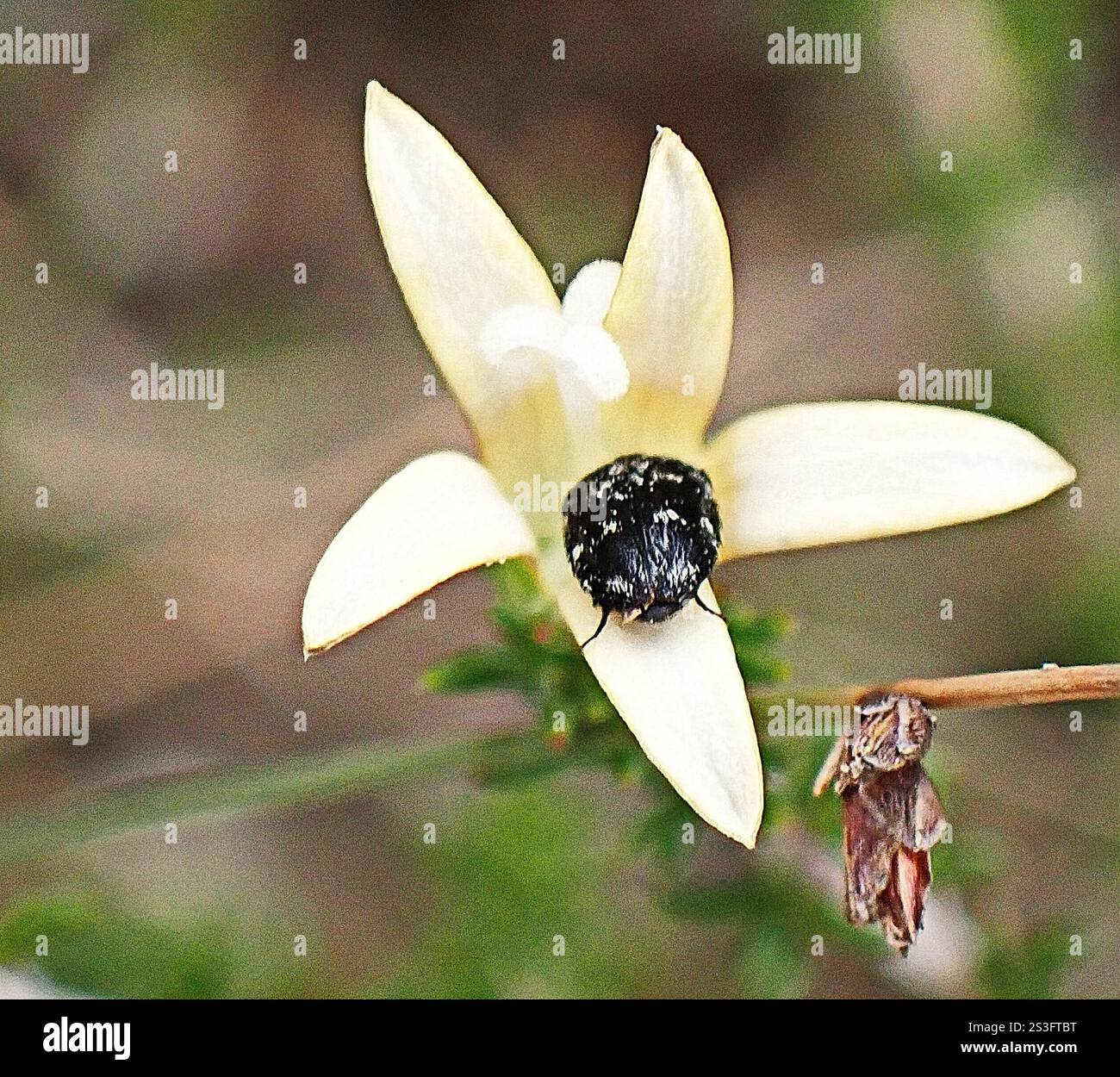 Black Carpet Beetles (Attagenus Stock Photo - Alamy
