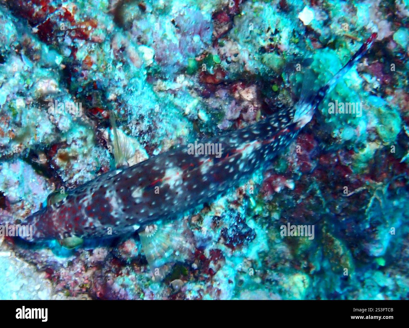 Floral Maori Wrasse (Cheilinus chlorourus Stock Photo - Alamy