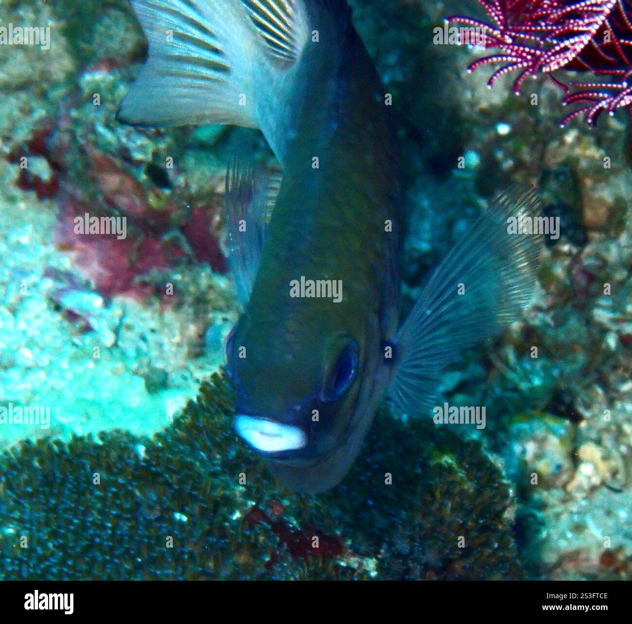 Whitebelly Damsel (Amblyglyphidodon leucogaster Stock Photo - Alamy