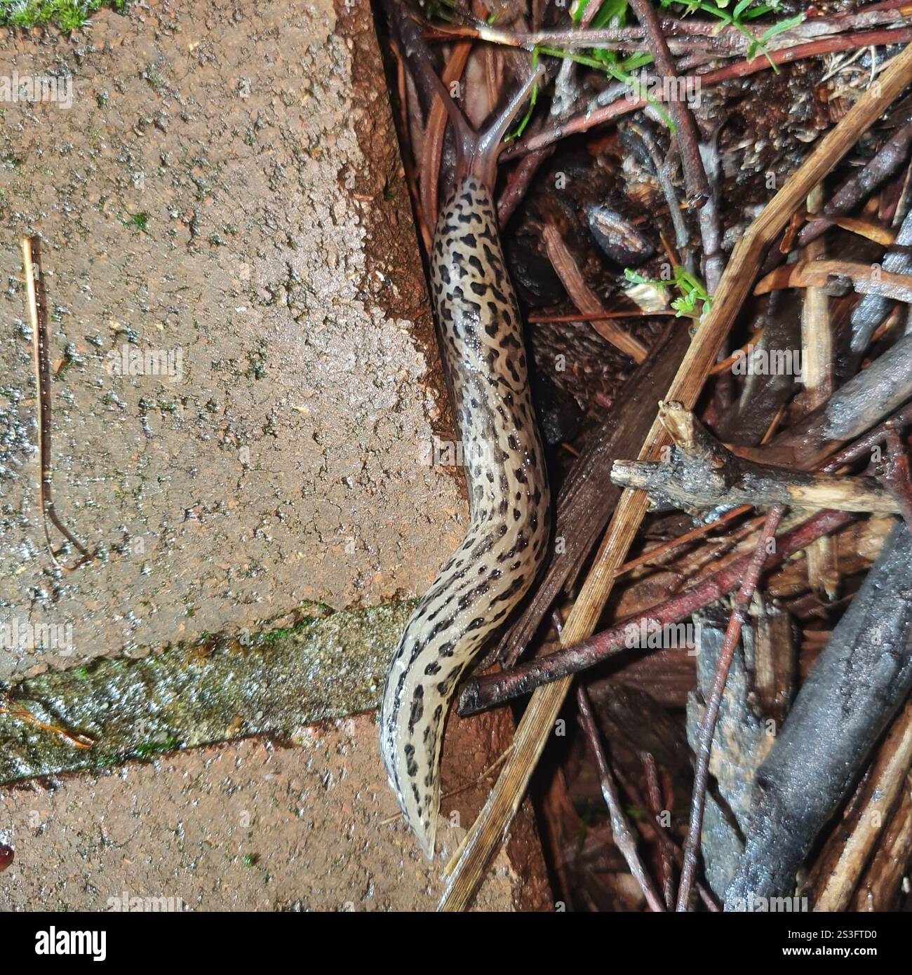 Leopard Slug (Limax maximus Stock Photo - Alamy
