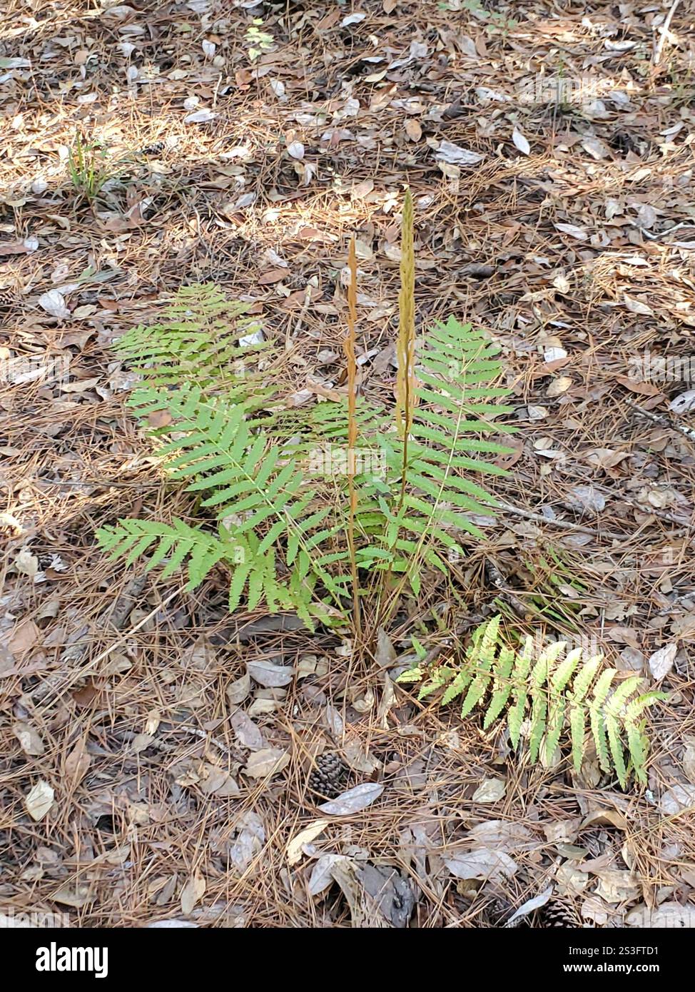cinnamon fern (Osmundastrum cinnamomeum Stock Photo - Alamy