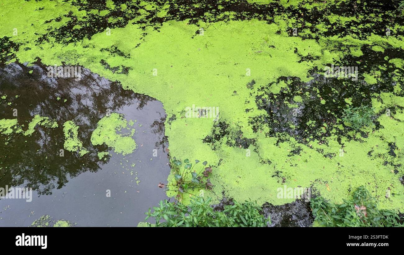 lesser duckweed (Lemna aequinoctialis Stock Photo - Alamy