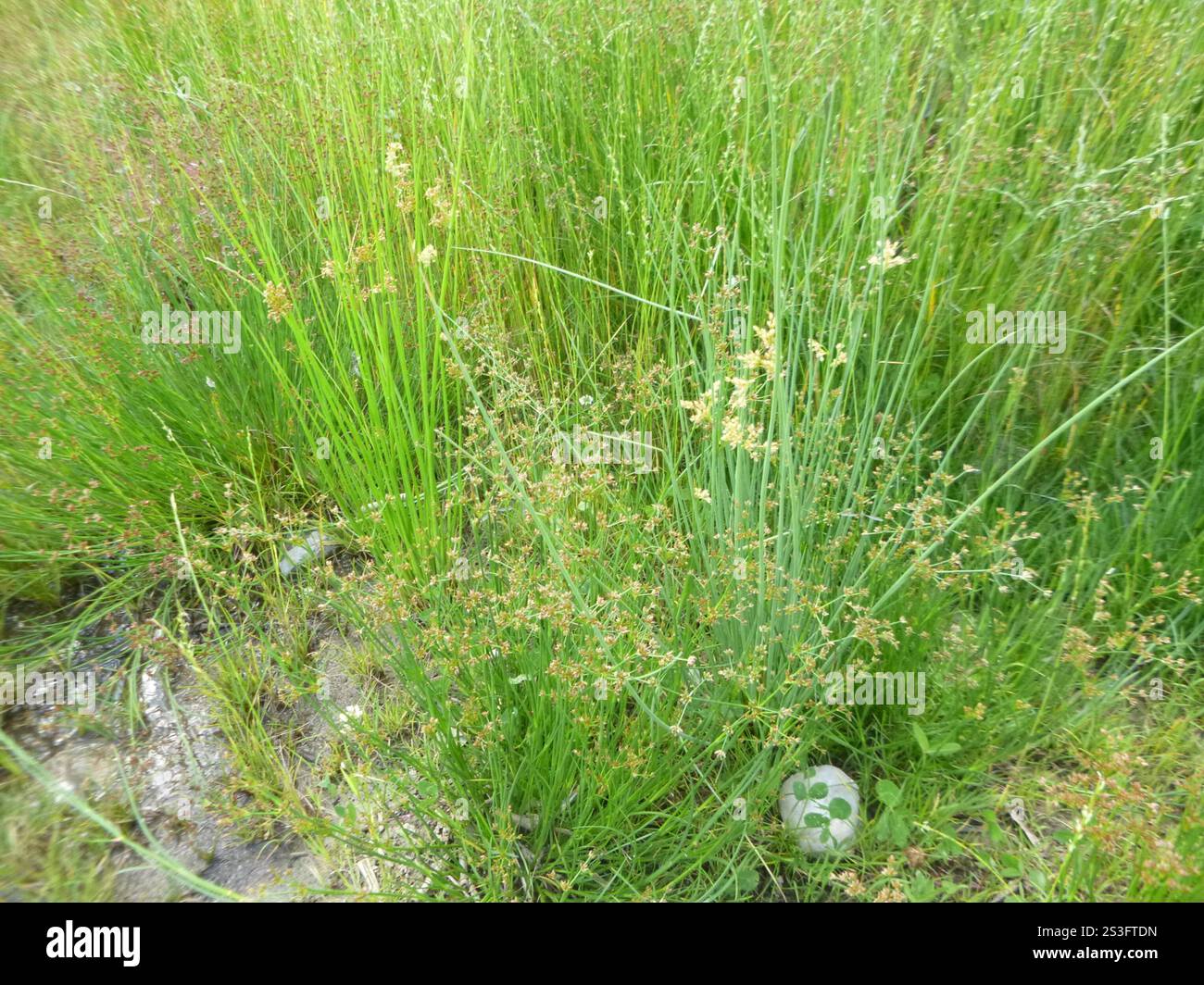 Hard Rush (Juncus inflexus Stock Photo - Alamy