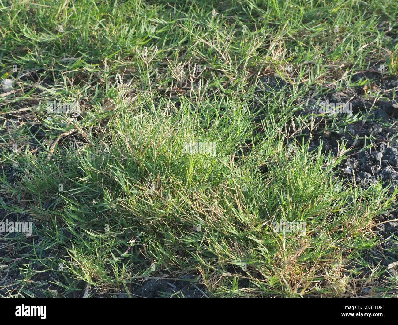 Bermuda grass (Cynodon dactylon Stock Photo - Alamy