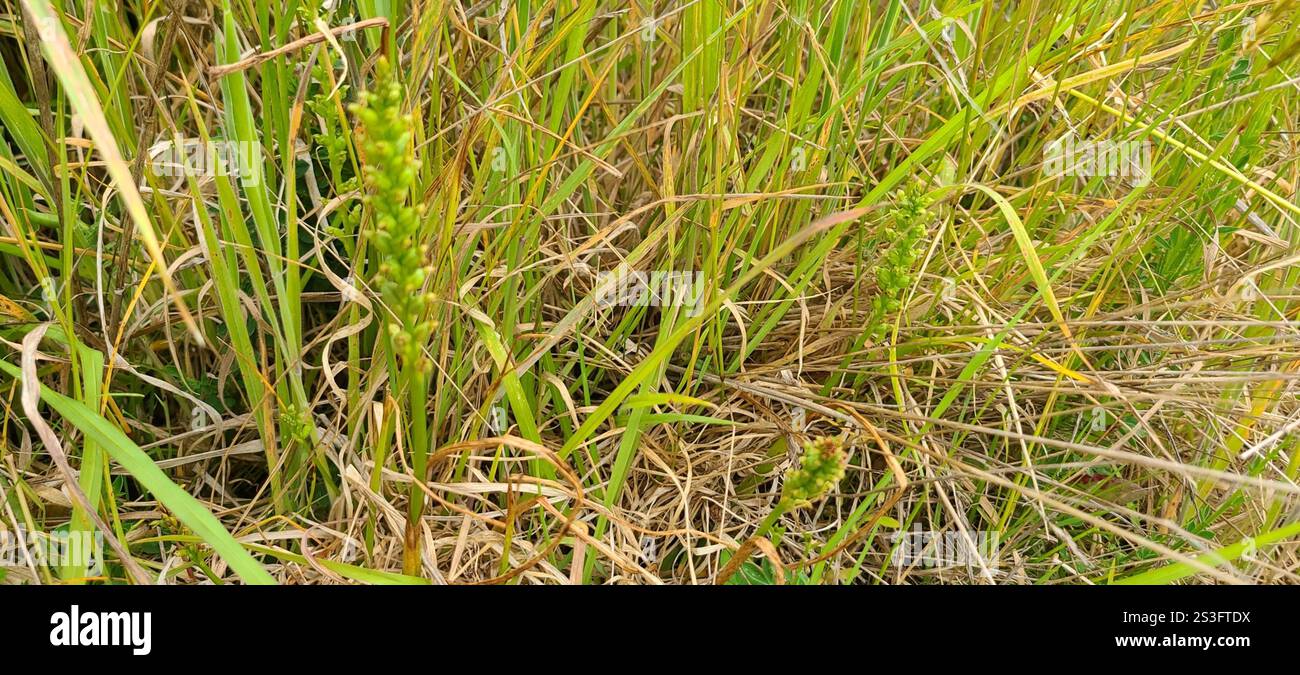 common onion-orchid (Microtis unifolia Stock Photo - Alamy