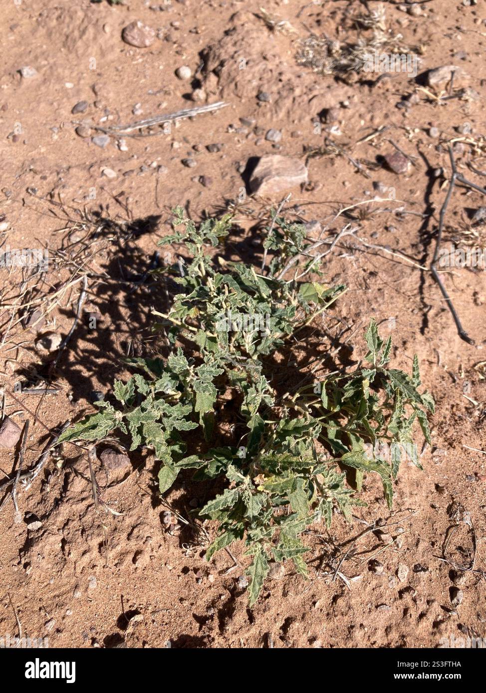 spear globemallow (Sphaeralcea hastulata Stock Photo - Alamy