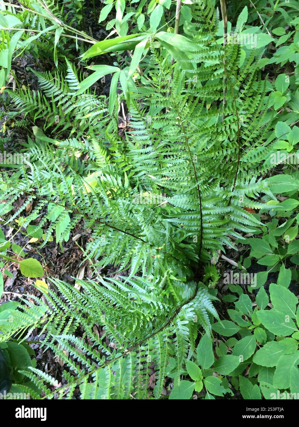 southern wood fern (Dryopteris ludoviciana Stock Photo - Alamy