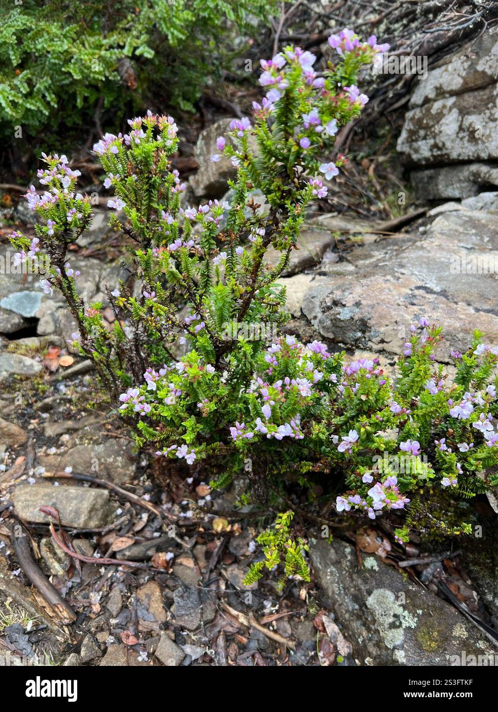 Veronica formosa hi-res stock photography and images - Alamy