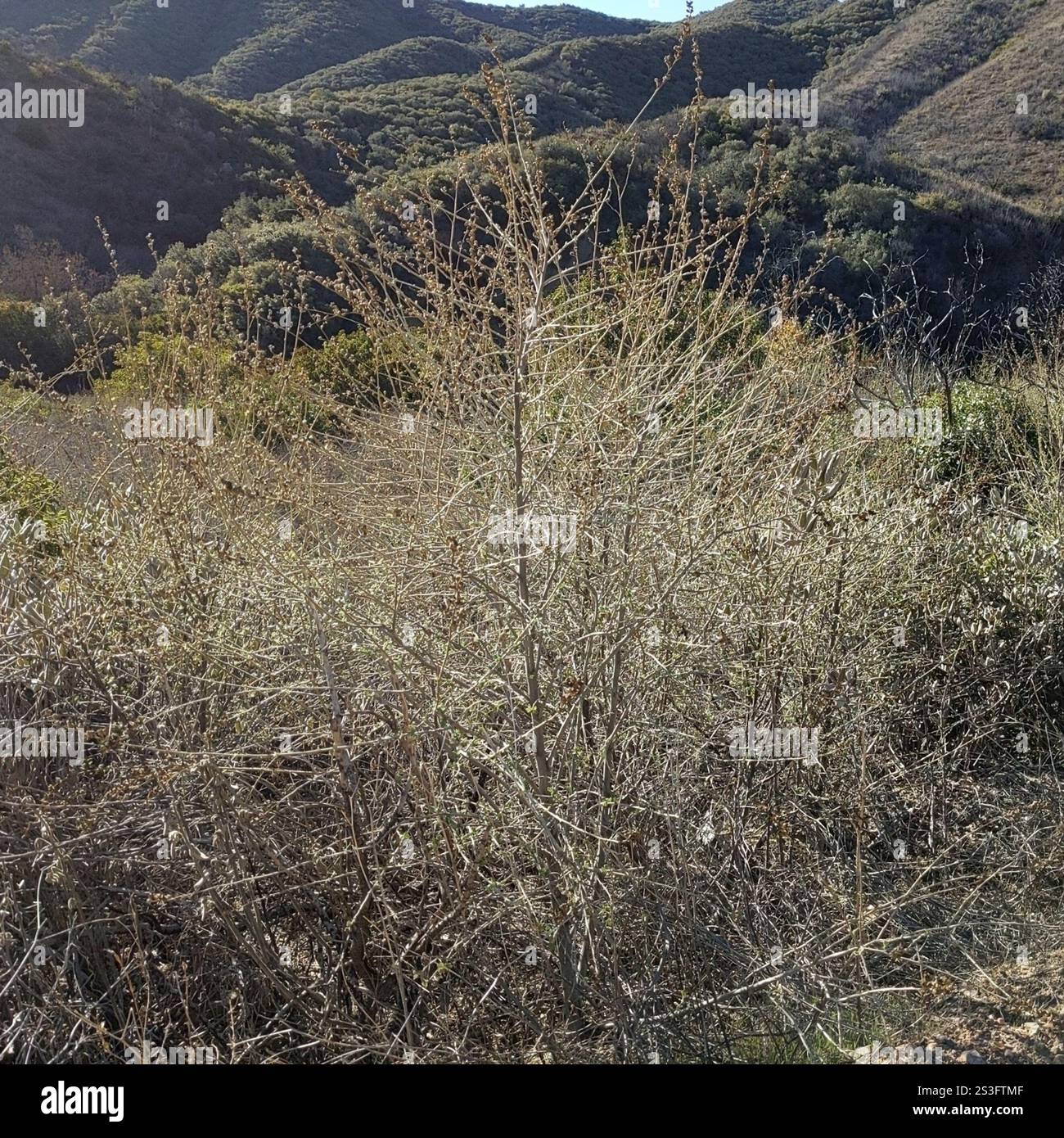 southern coastal bushmallow (Malacothamnus fasciculatus Stock Photo - Alamy
