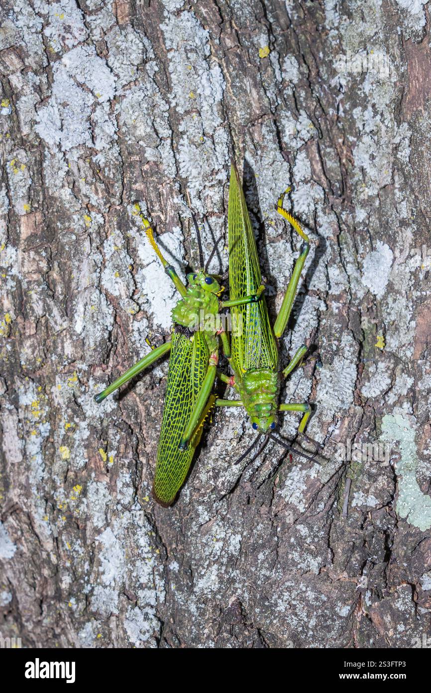 Green Milkweed Locust sitting (Phymateus viridipes), Cape Town, South ...