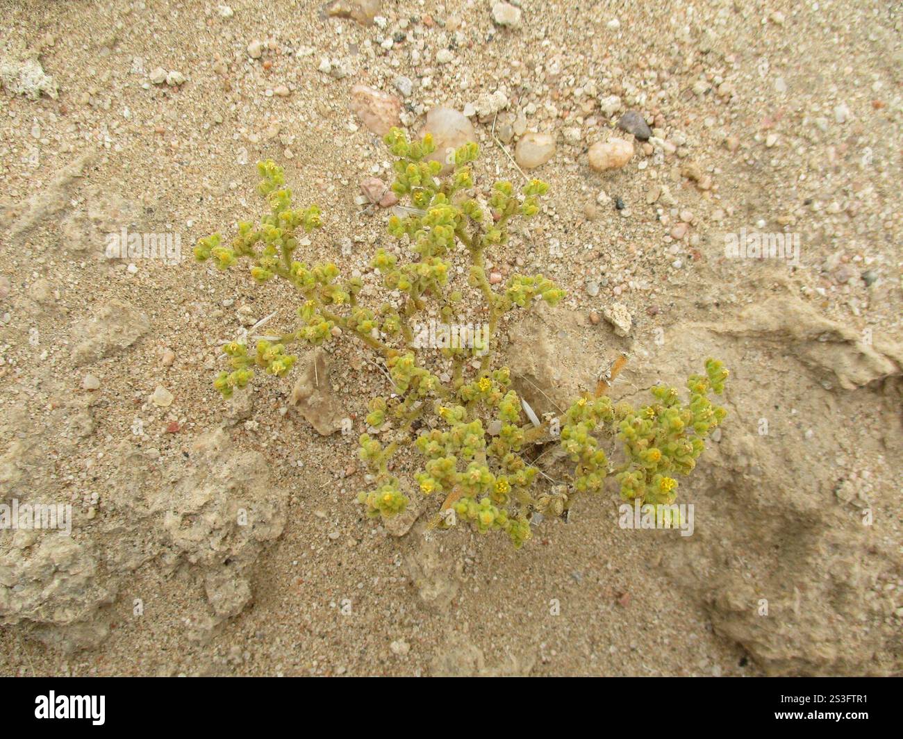 simple-leaved bean caper (Tetraena simplex Stock Photo - Alamy