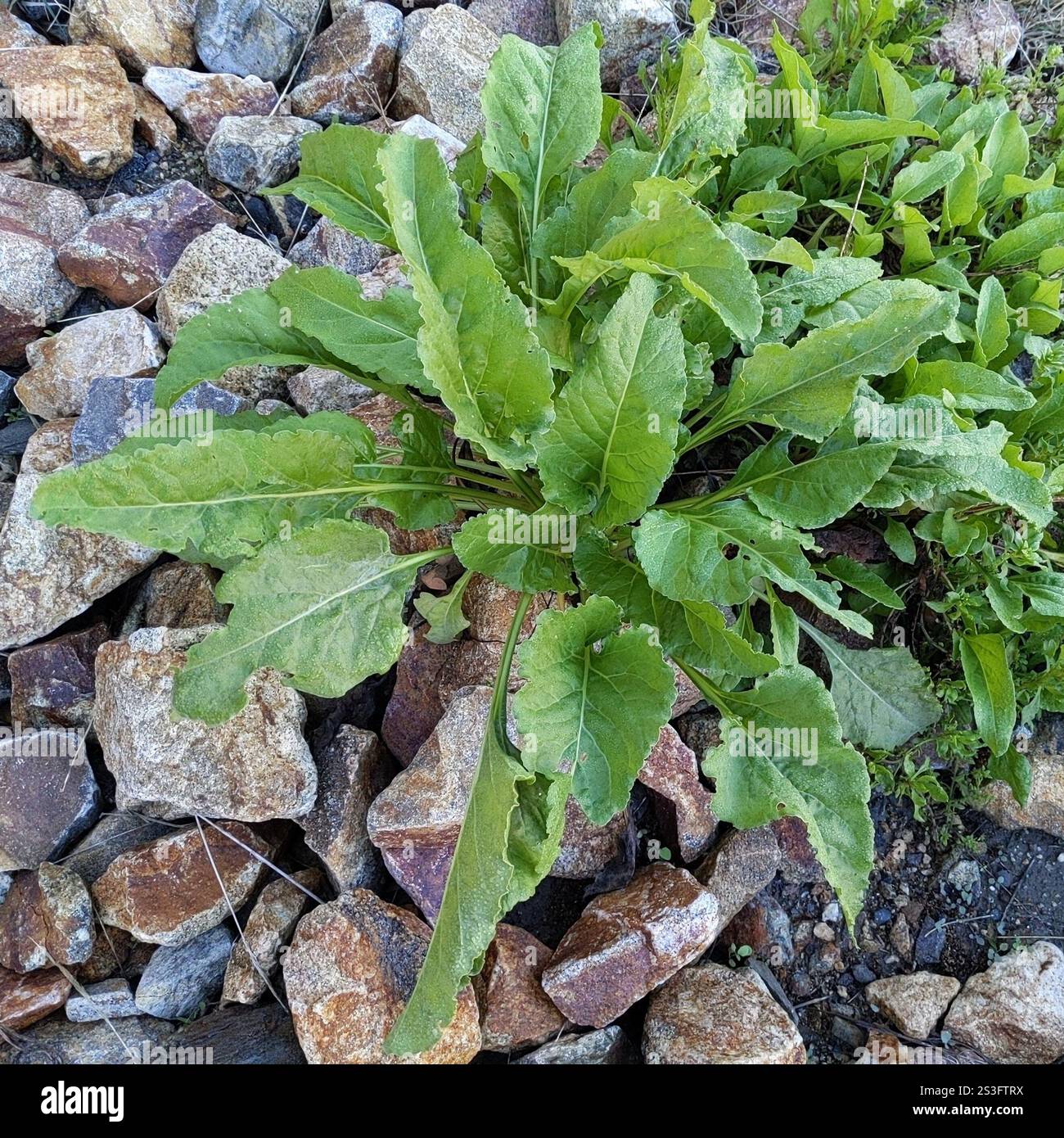 sea beet (Beta vulgaris maritima Stock Photo - Alamy