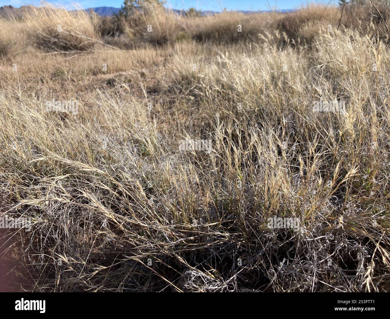 burrograss (Scleropogon brevifolius Stock Photo - Alamy