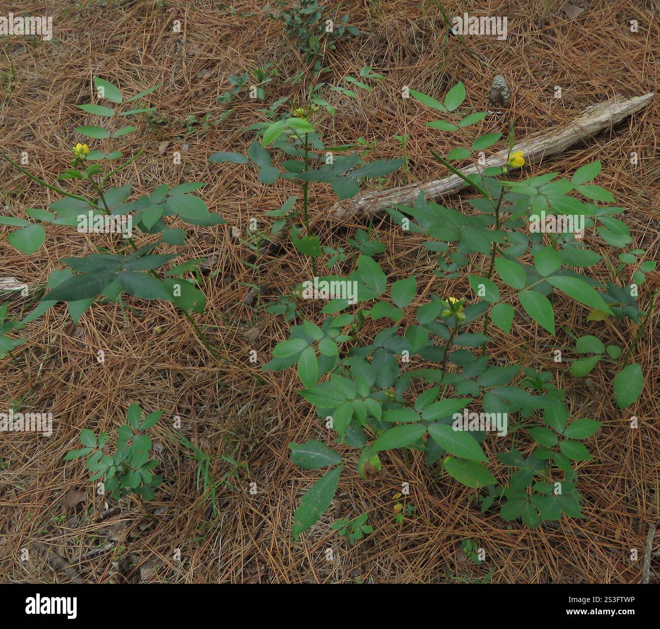 Coffee Senna (Senna occidentalis Stock Photo - Alamy