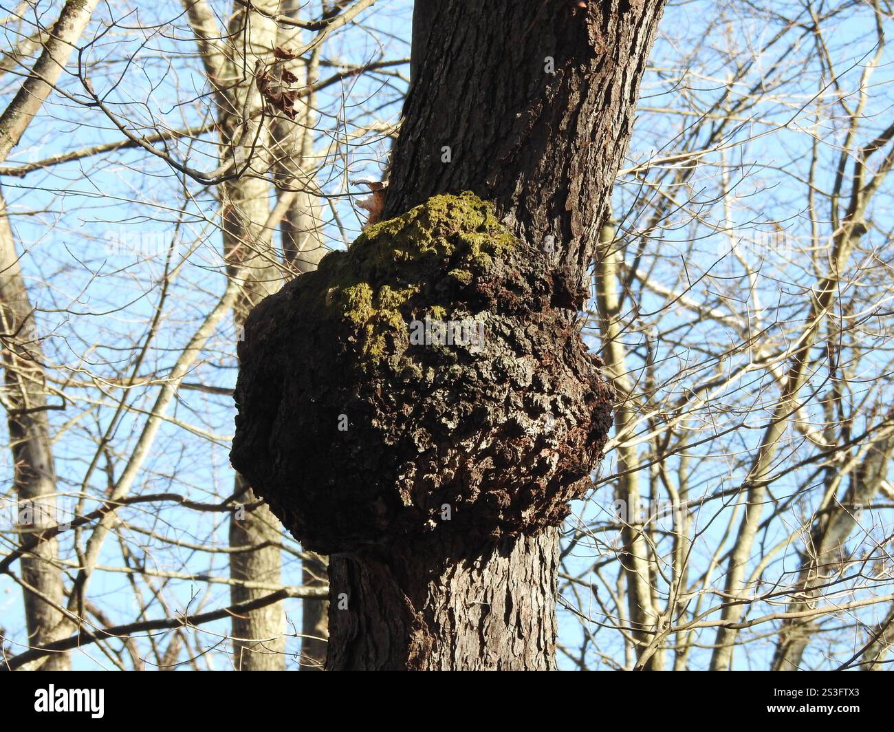 bacterial crown gall (Agrobacterium radiobacter Stock Photo - Alamy
