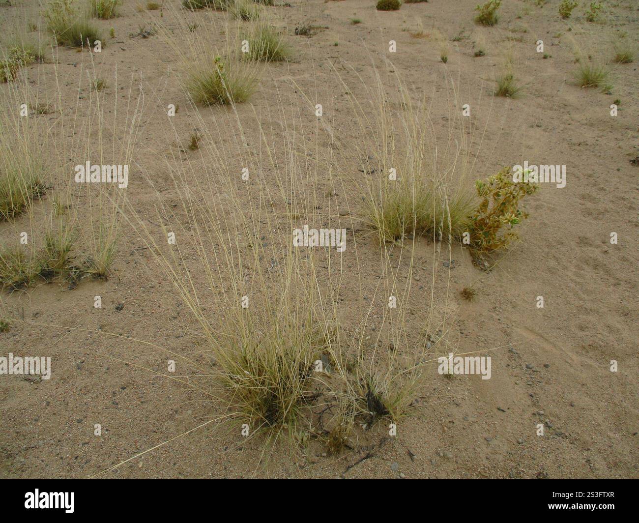 Cape Bushman Grass (Stipagrostis ciliata capensis Stock Photo - Alamy